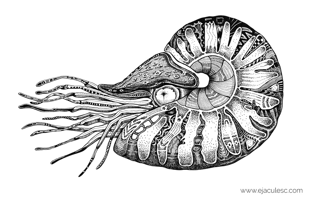 Nautilus Shell Drawing